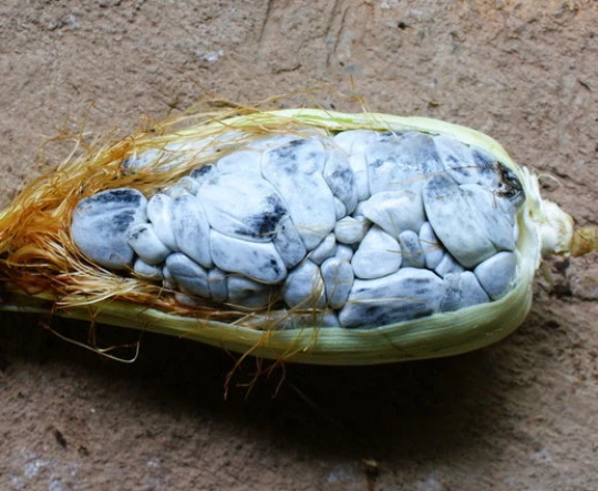 CORN SMUT Mushroom Premium Liquid Culture Syringe, Premium Mycelium ...